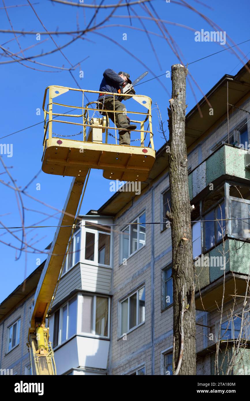 Municipal worker cutting dead standing tree with chainsaw using truck ...
