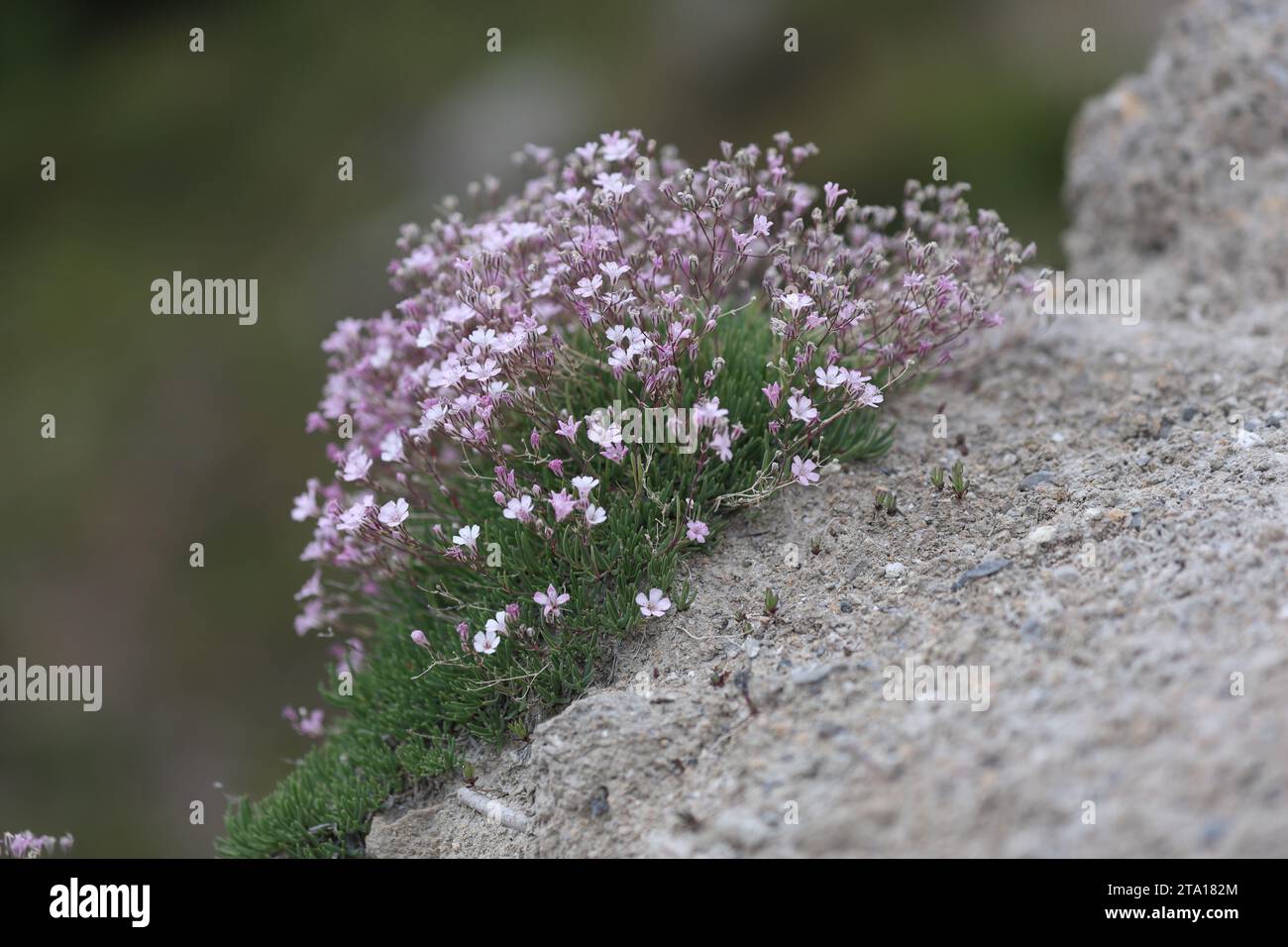 Plant gypsophila repens hi-res stock photography and images - Alamy