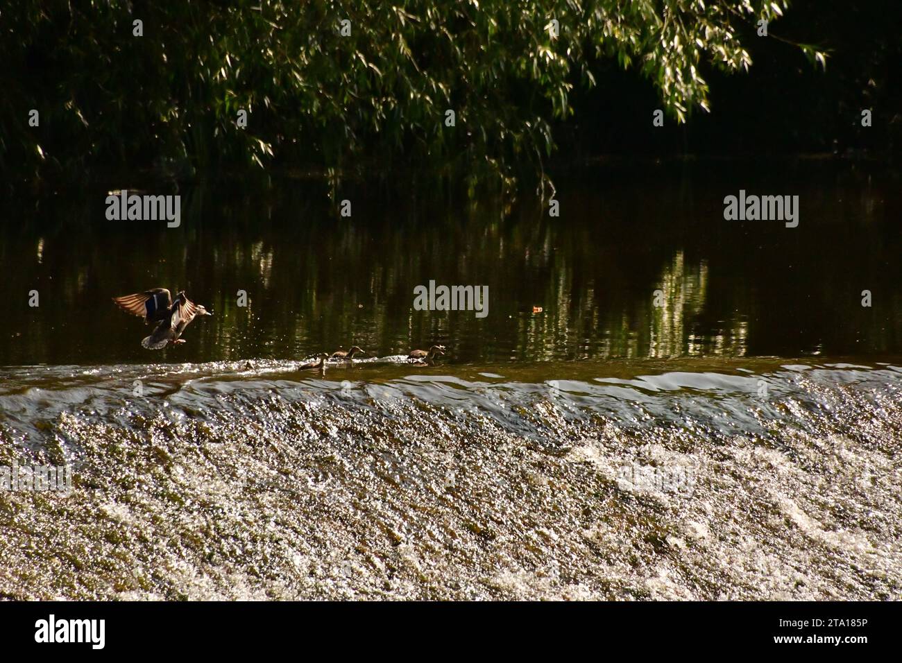 Ducklings on river hi-res stock photography and images - Alamy