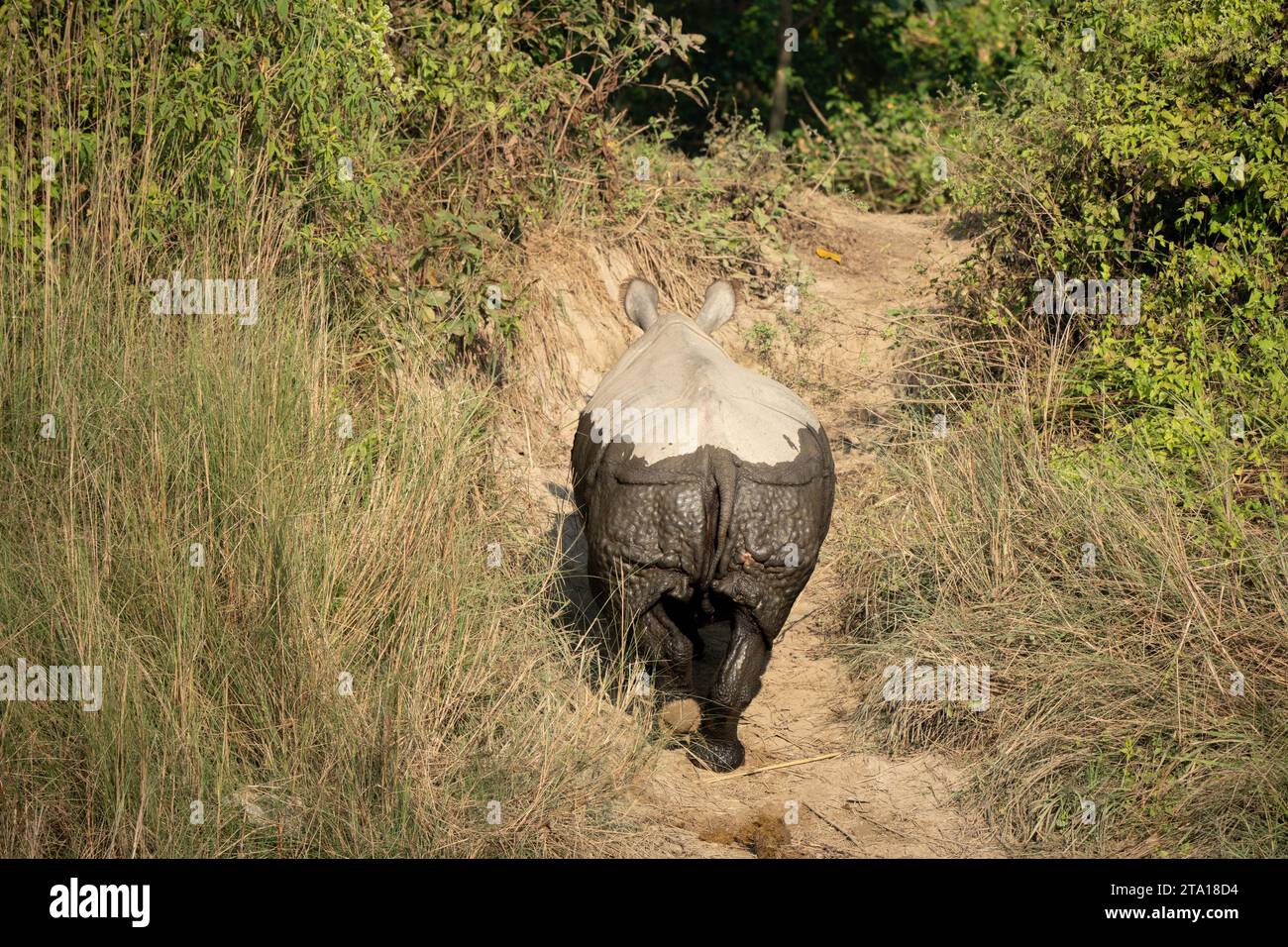 River bank rhino hi-res stock photography and images - Alamy