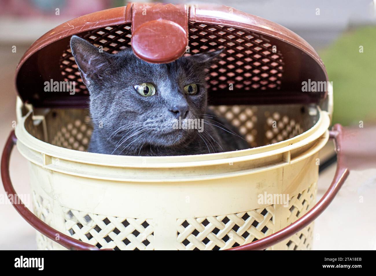 angry American Burmese cat sits in his cat carrier. taking care of pets ...