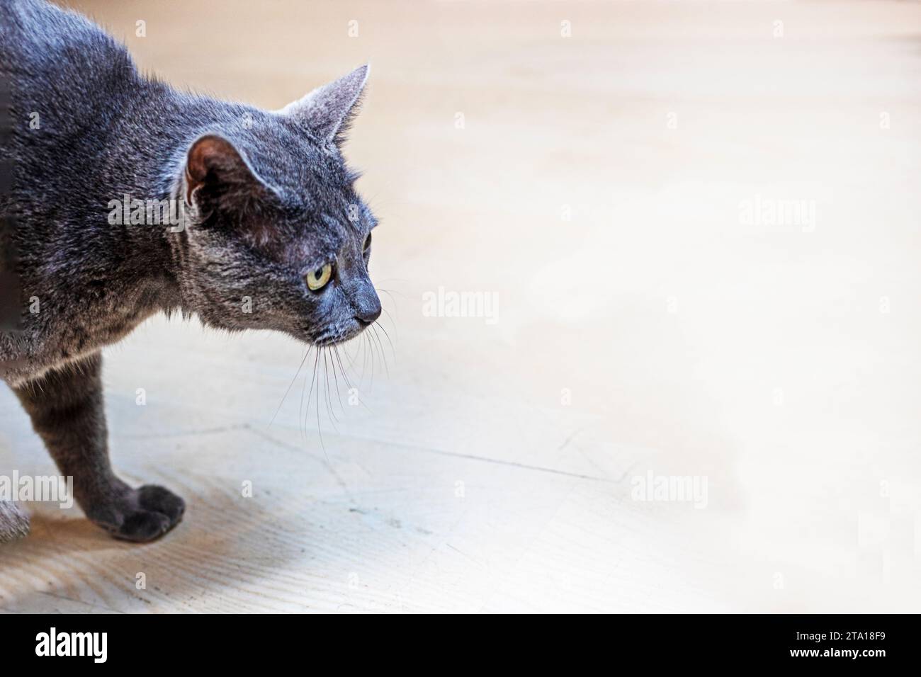 frightened American Burmese cat sneaks around the room Stock Photo - Alamy