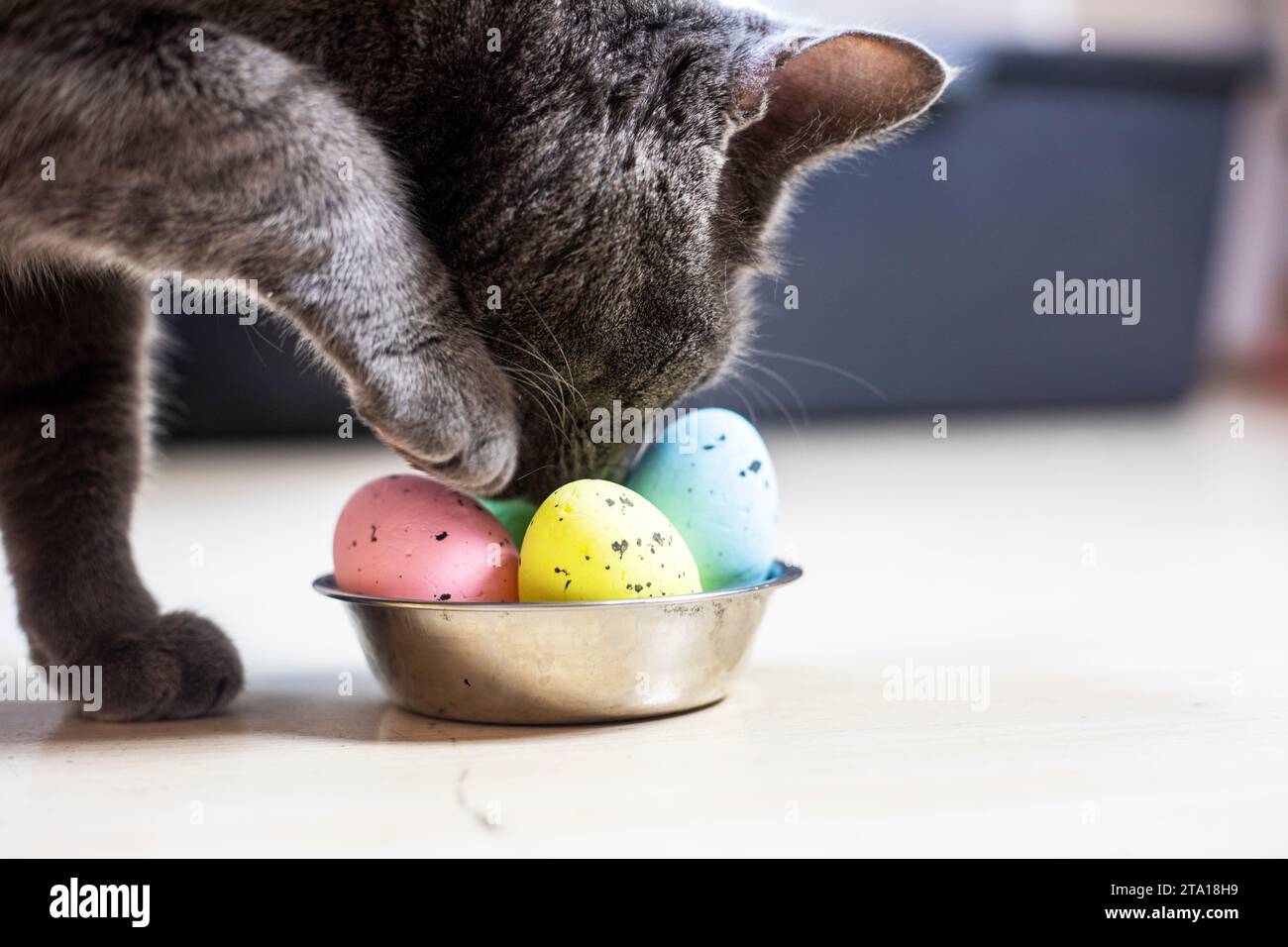American Burmese cat near a bowl of food and Easter eggs. Taking care ...