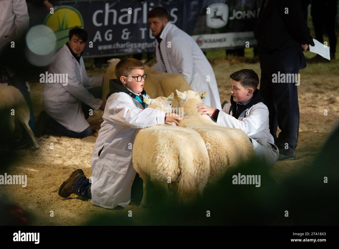 Royal Welsh Winter Fair, Builth Wells, Powys. 28th November 2023 Young ...