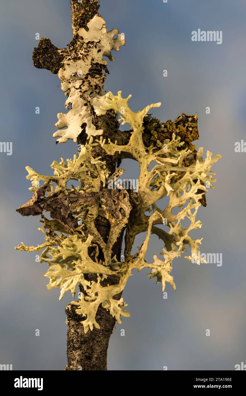 Poster ready high resolution super close up, macro, nature image of colourful and textured ...