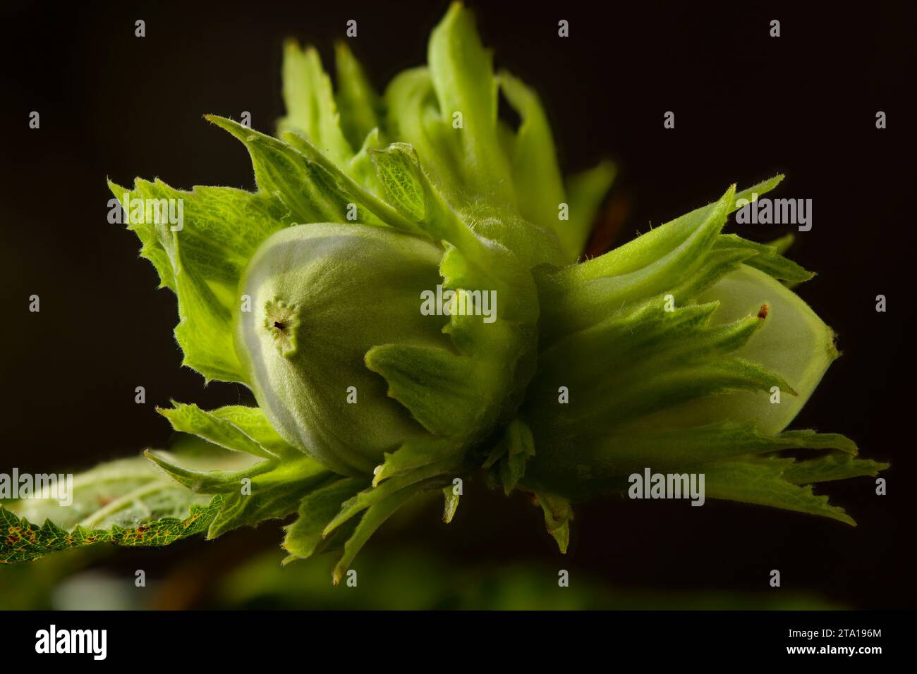 High resolution macro food still life of cobnut, cultivated hazelnut ...