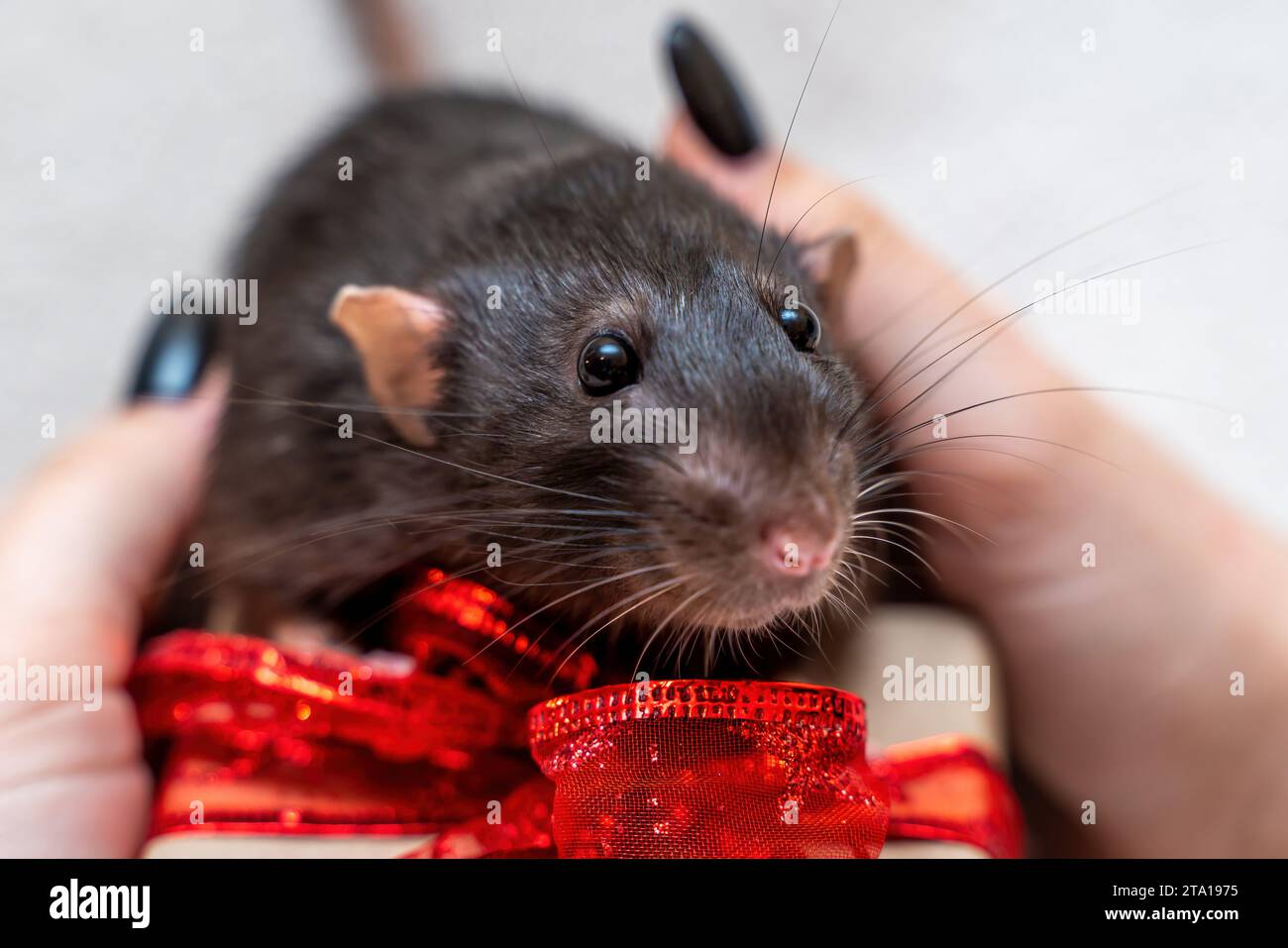 Black rat gift. Funny black rat Dumbo sits on a white carpet with a ...