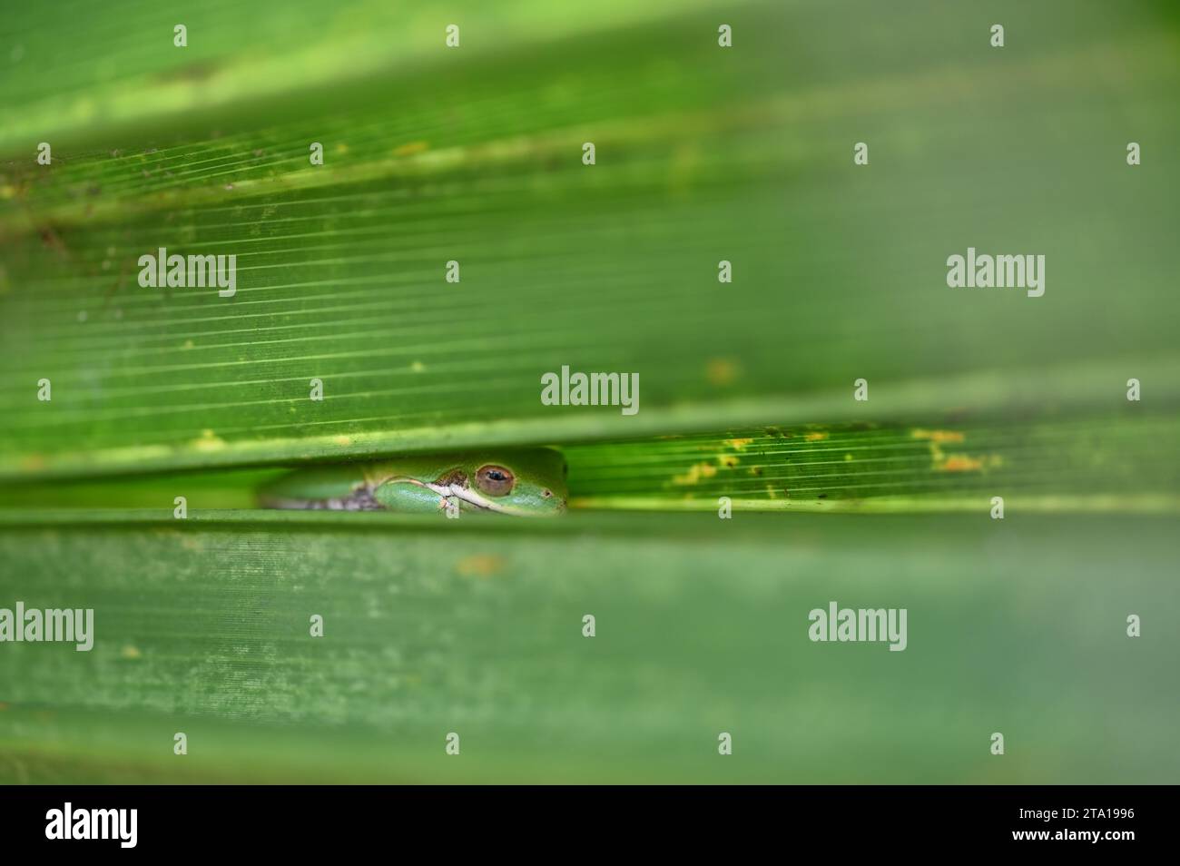 A common green tree frog sleeping in the fronds of a palm leaf in ...