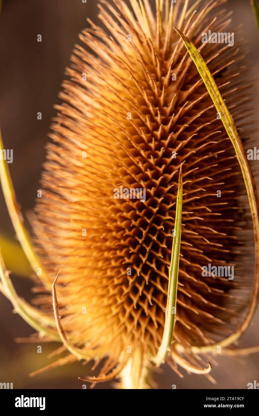 Crisp plant portrait of stately Teasel, Dipsacus, showing pattern and ...