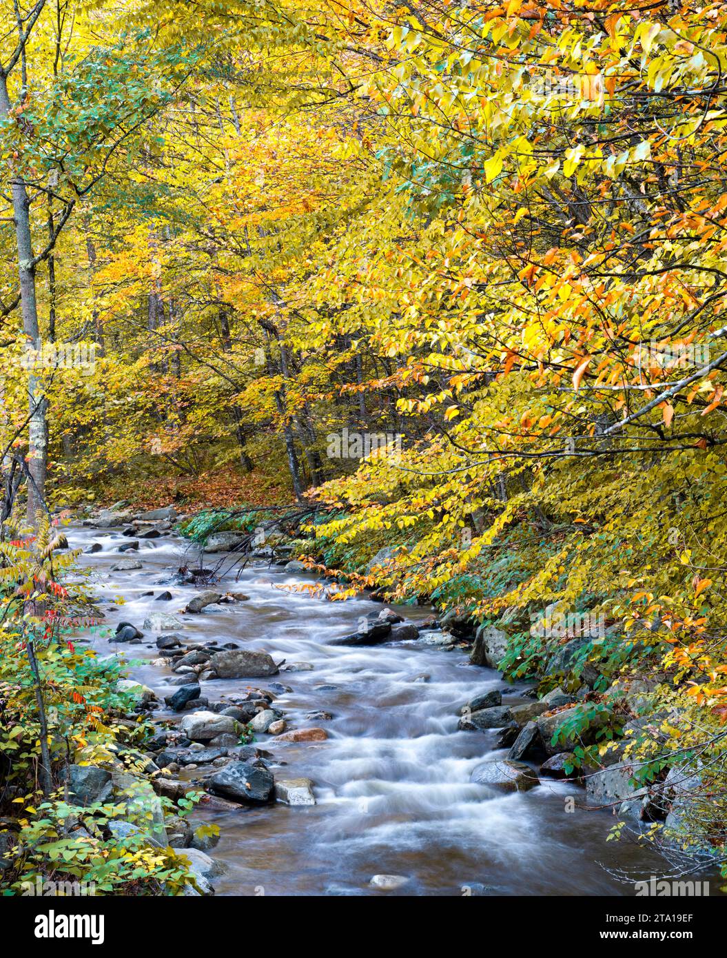 Vertical view of a running water stream during the autumn with trees ...