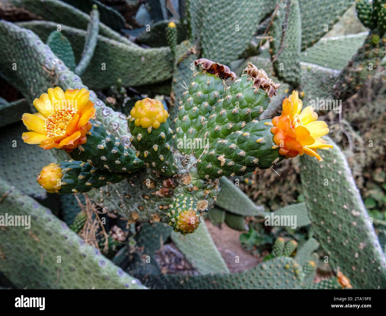 Natural close up environmental patterns portrait of Consolea sp ...