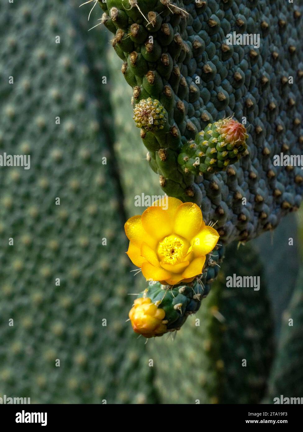 Natural close up environmental patterns portrait of Consolea sp ...