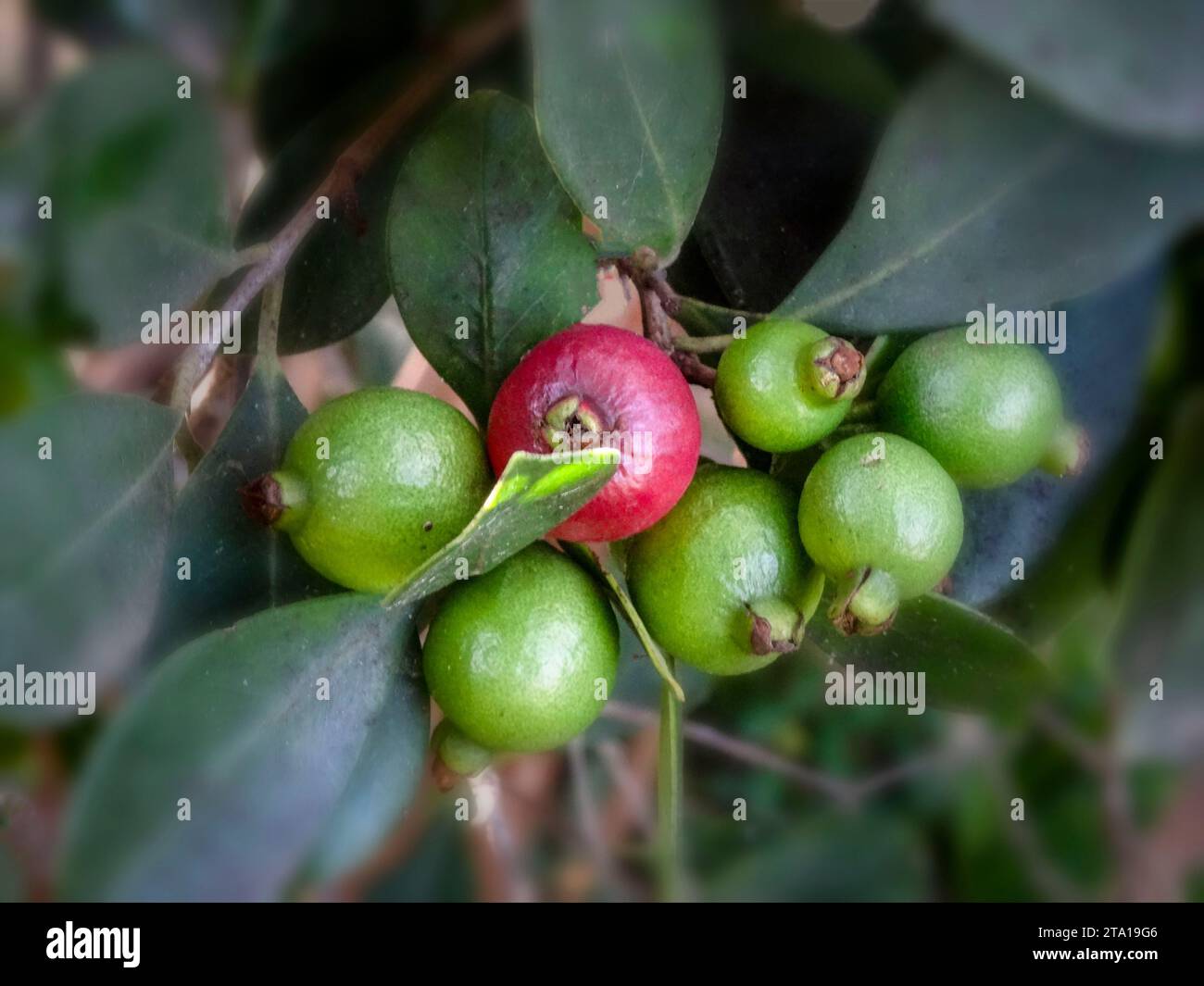 Natural close up fruit plant portrait of the deceptively aromatic and ...