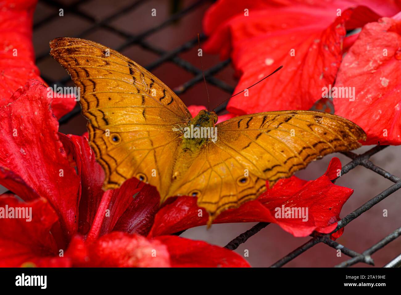 A close-up macro shot of a feeding Common Cruiser butterfly (Vindula ...