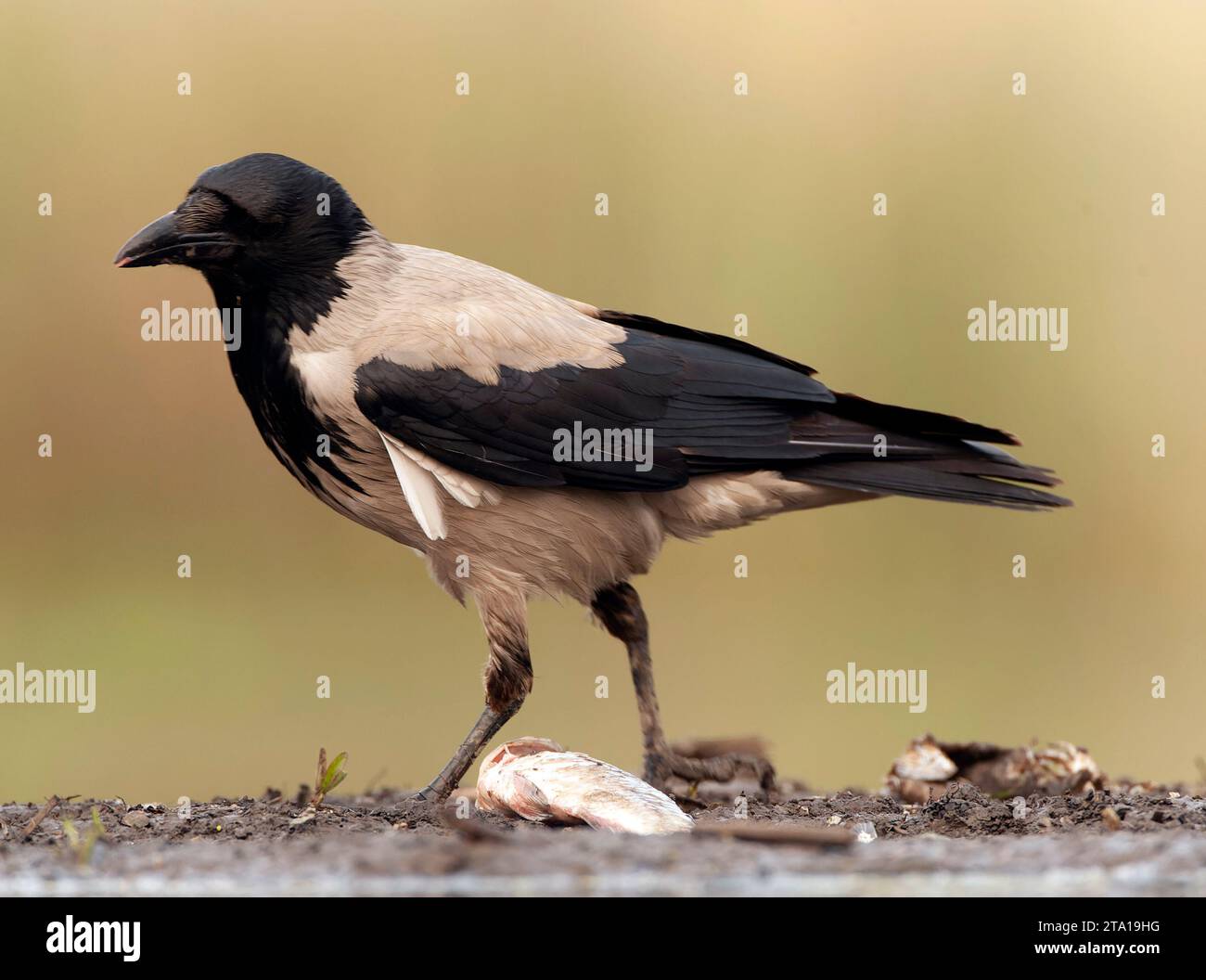 Hooded Crow, Corvus cornix, during spring in wetland in Hungary. Eating ...