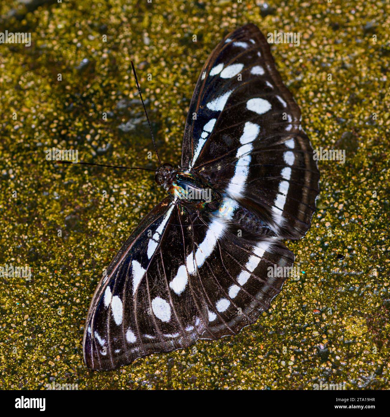 A close-up macro shot of a Staff Sergeant butterfly on the ground ...