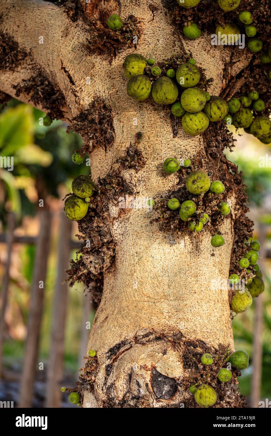 Deliciously prolific Ficus Sycomorus ‘Sakalavarum’. Natural close up ...
