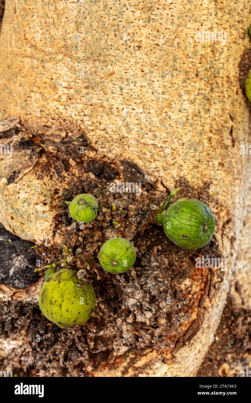 Exfoliates in papery strips hi-res stock photography and images - Alamy