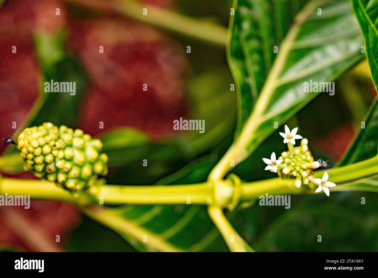 Natural close up flowering plant portrait of Morinda Citrifolia var ...