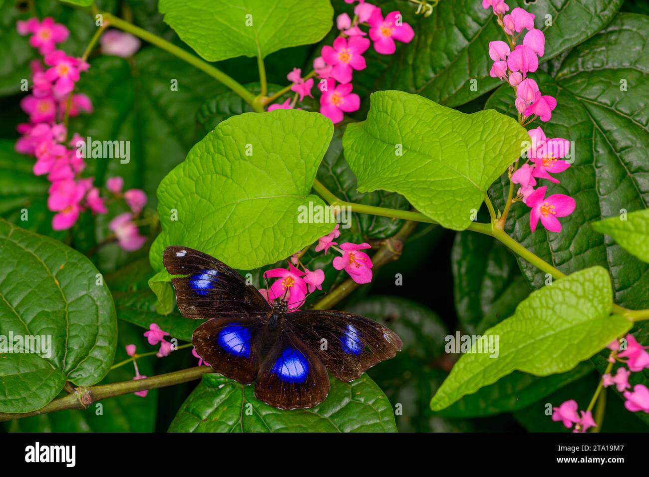 Blue moon butterfly hi-res stock photography and images - Alamy
