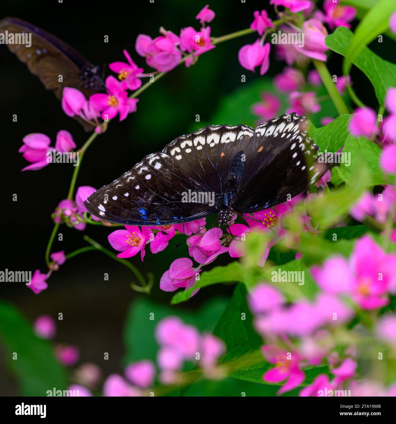 A close-up macro shot of a feeding Blue Moon butterfly (Common Eggfly ...