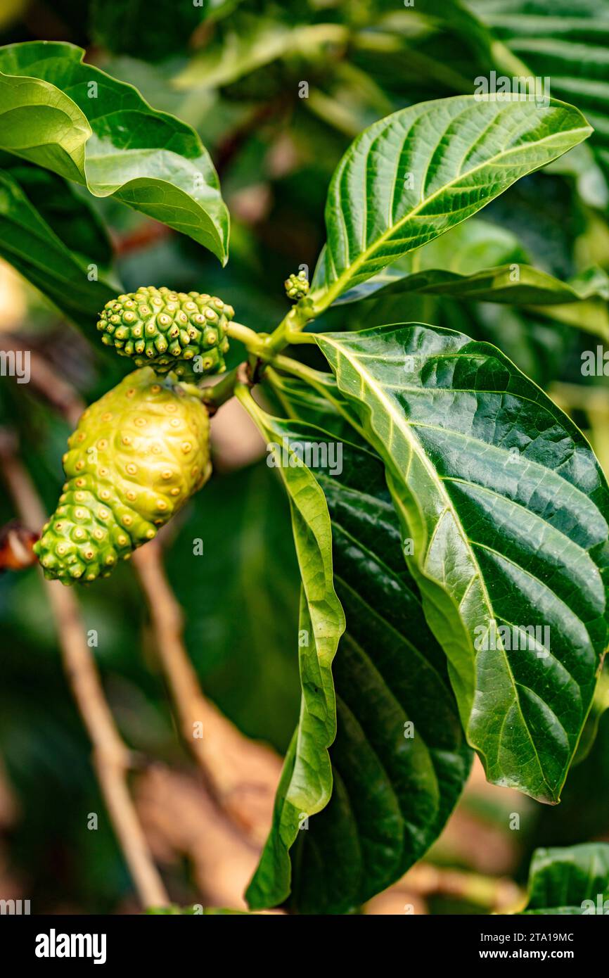 Natural close up flowering plant portrait of Morinda Citrifolia var ...