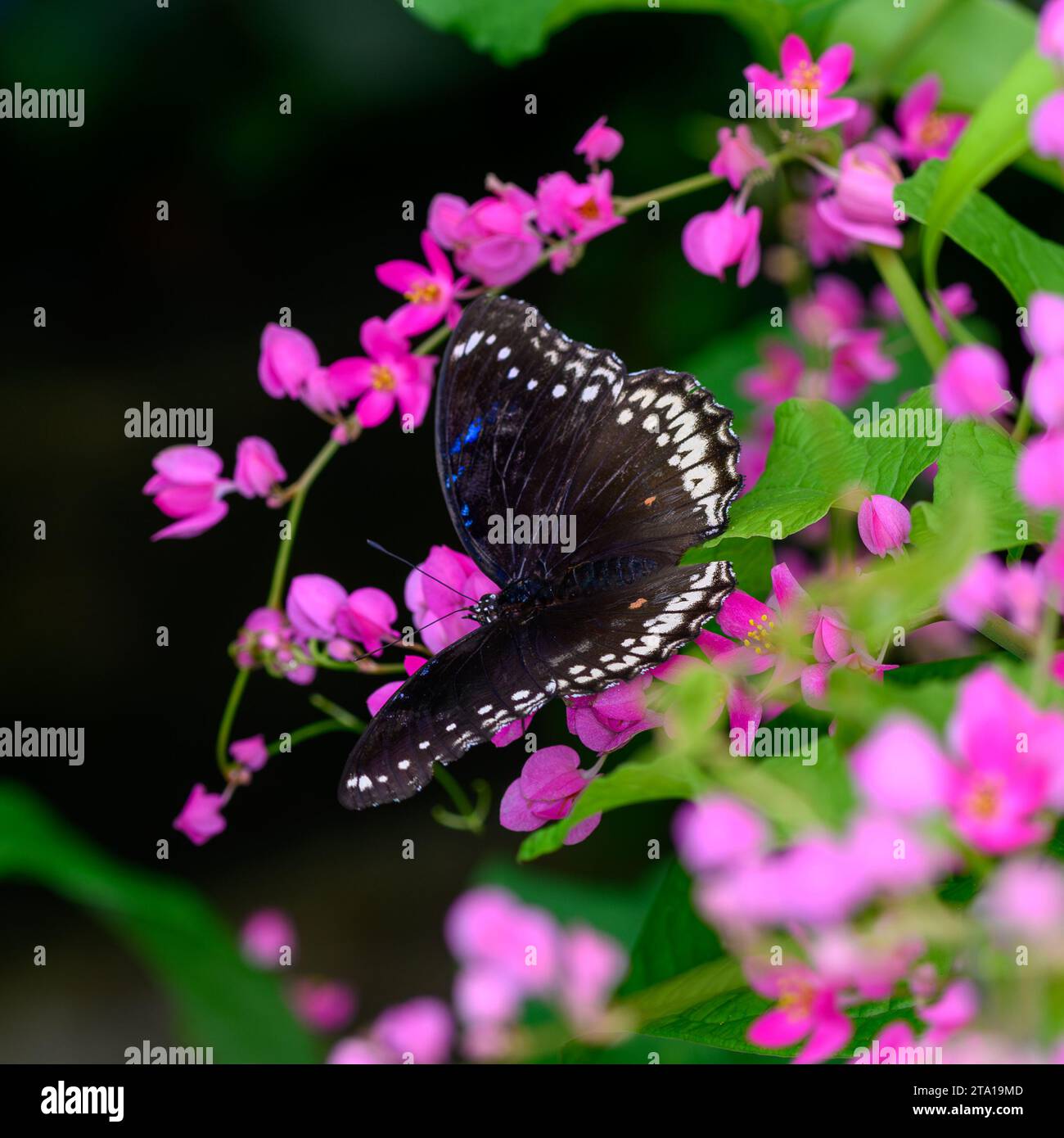 Blue moon butterfly hi-res stock photography and images - Alamy