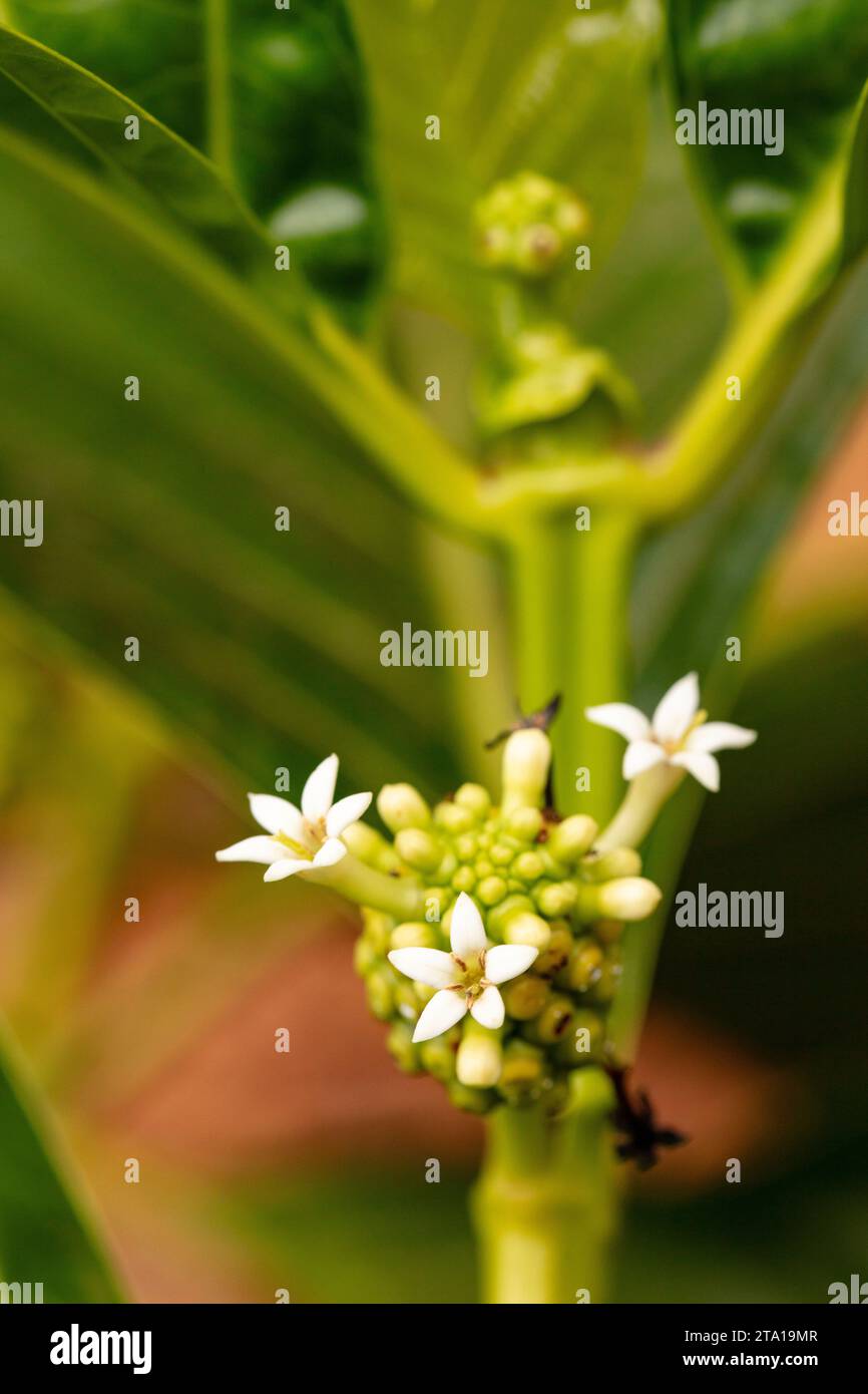 Natural close up flowering plant portrait of Morinda Citrifolia var ...