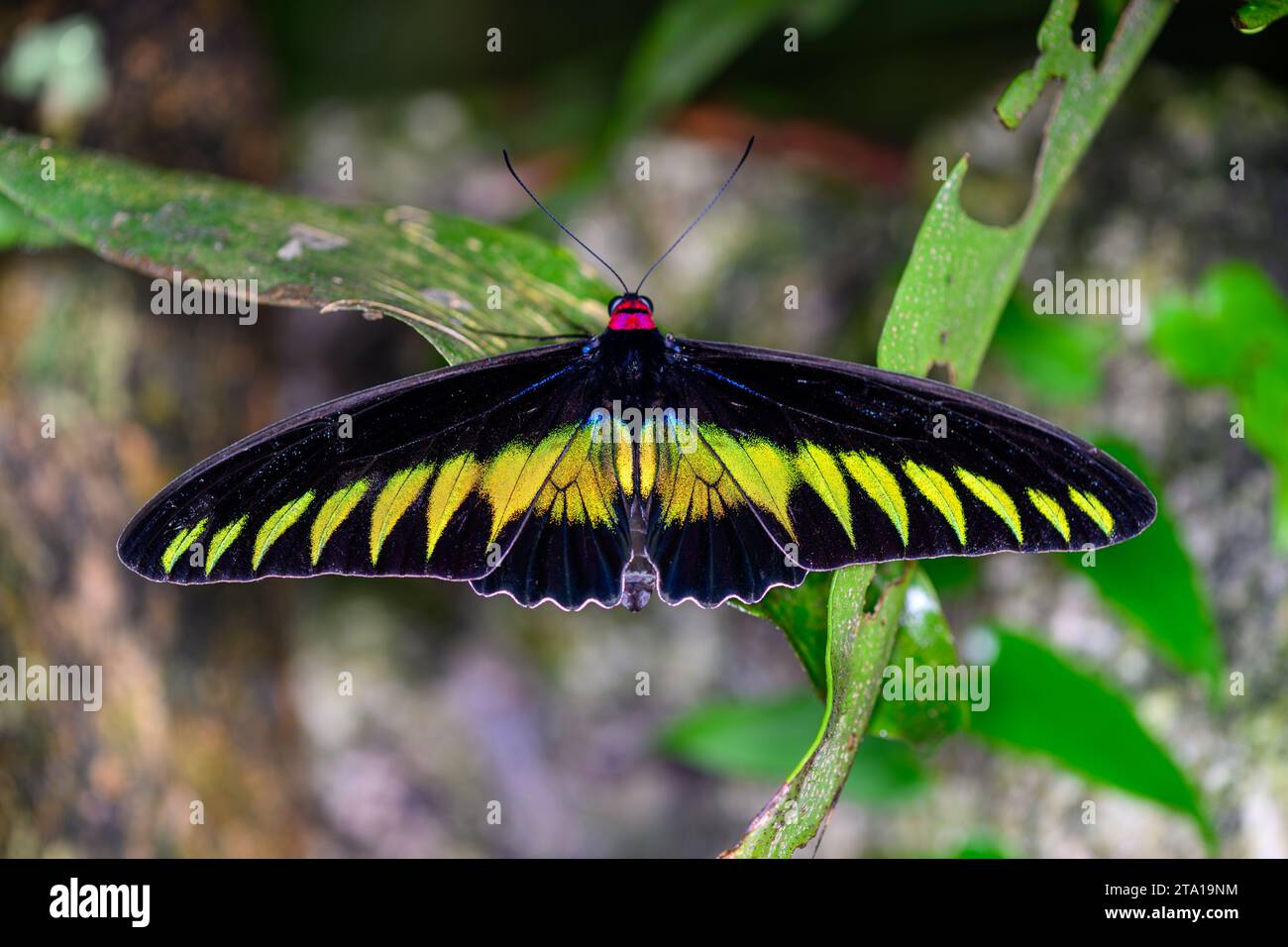 A close-up shot of a Rajah Brookes Birdwing (Trogonoptera Brookiana ...