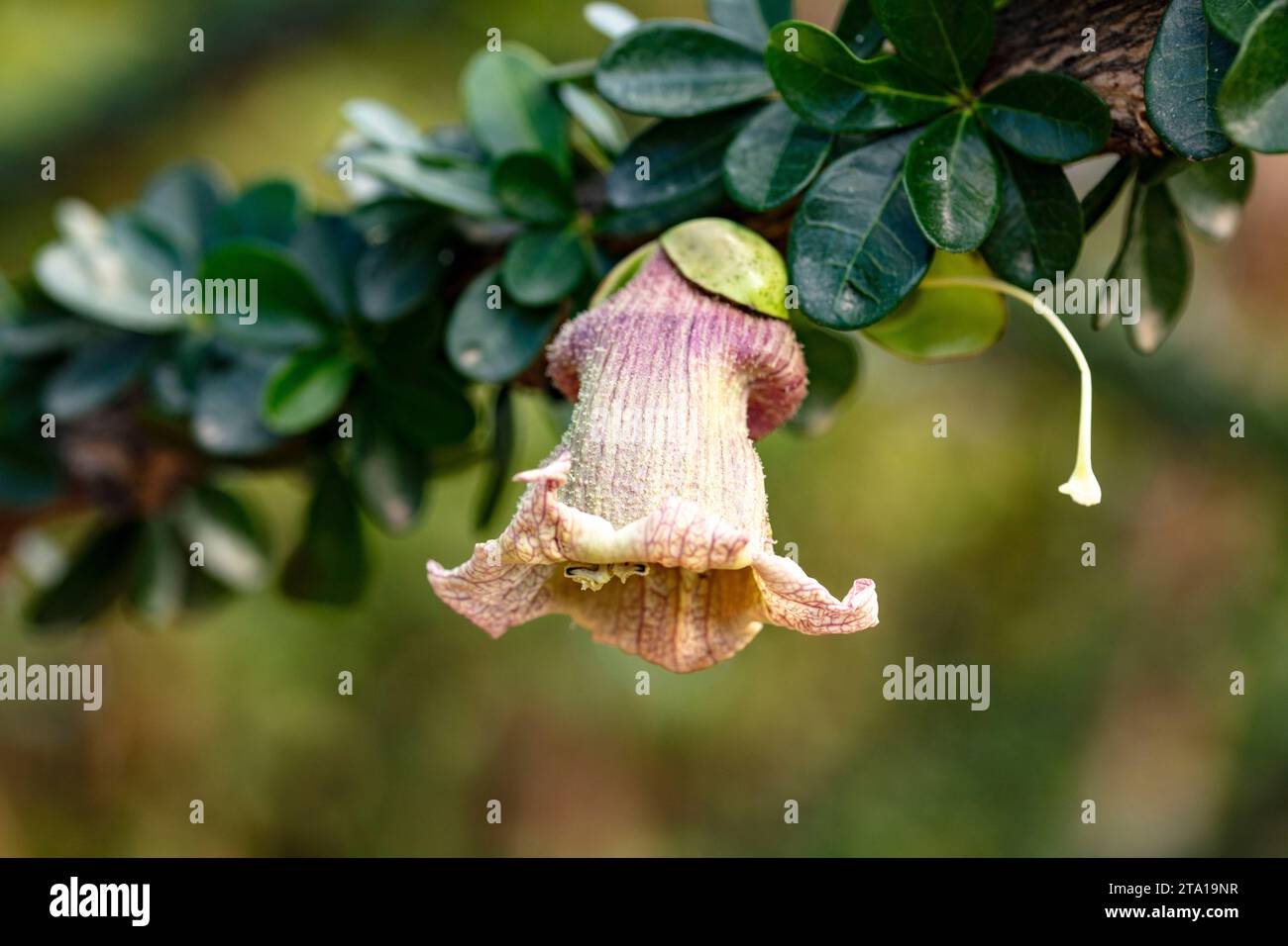 Strikingly beautiful bell shaped flowering small tree in good sunshine ...