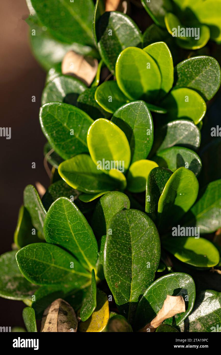 Strikingly beautiful bell shaped flowering small tree in good sunshine ...