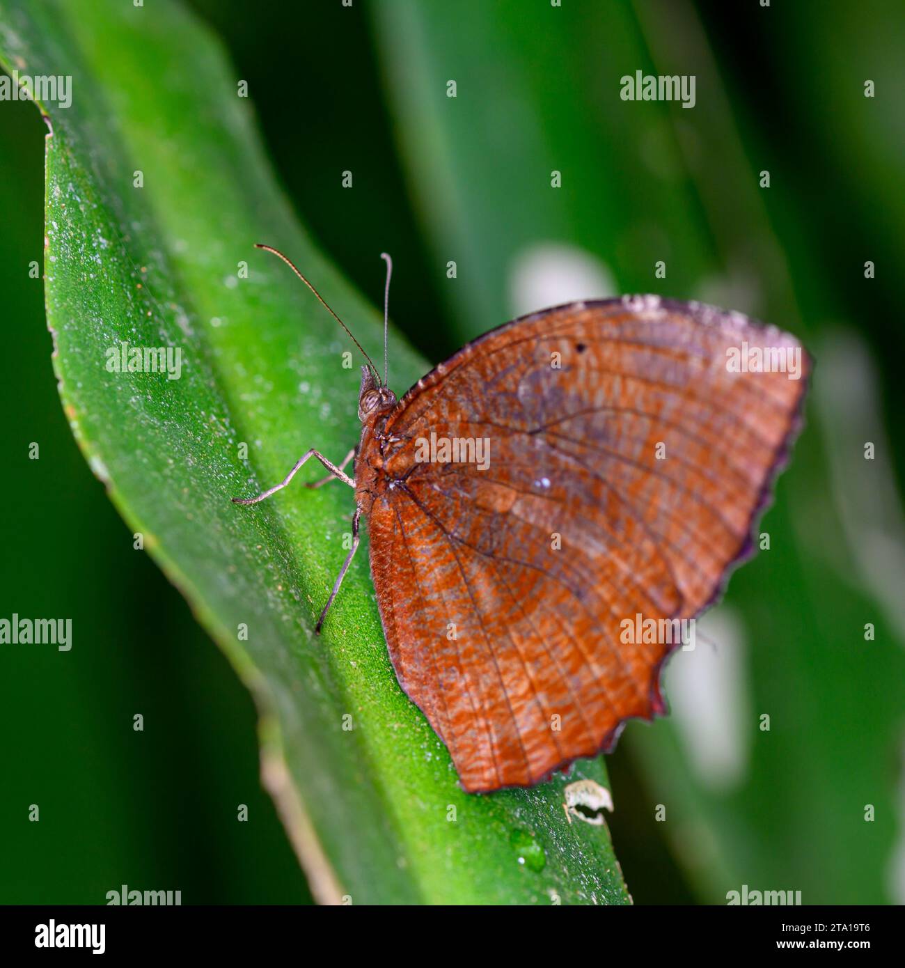 Elymnias hypermnestra elymnias hypermnestra hi-res stock photography ...
