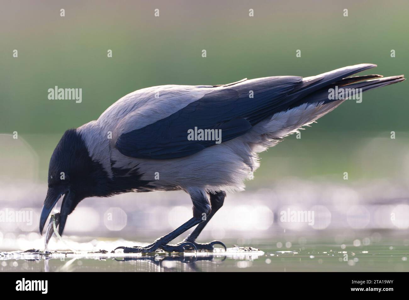 Hooded Crow, Corvus cornix, during spring in wetland in Hungary Stock ...