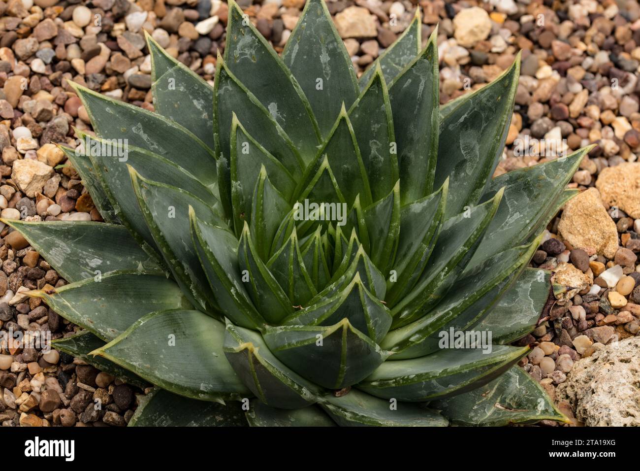 Natural close up succulent plant portrait of Aloe polyphylla, the ...