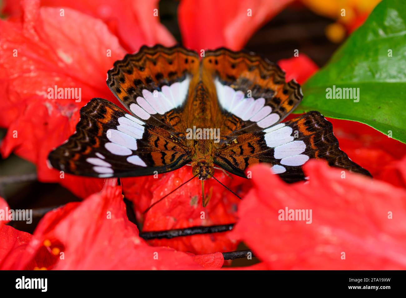 A close-up macro shot of a feeding Commander butterfly (Moduza Procris ...