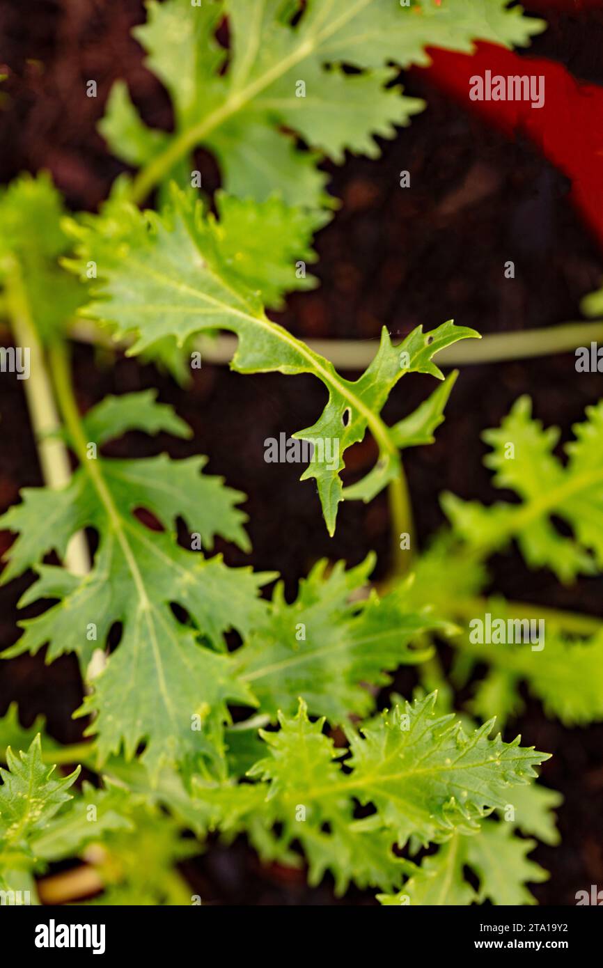 Natural close up food plant portrait of Mizuna, Japanese greens, frilly ...