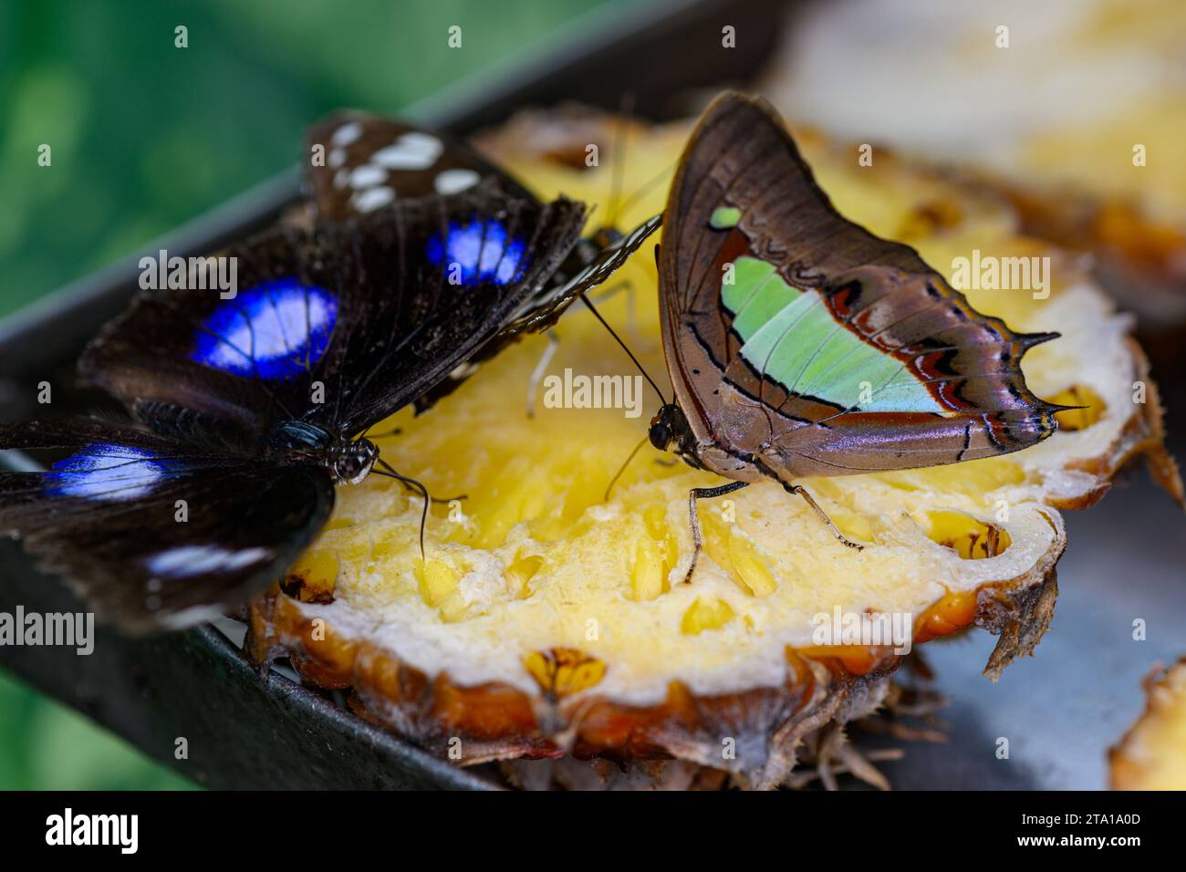 Blue moon butterflies hi-res stock photography and images - Alamy