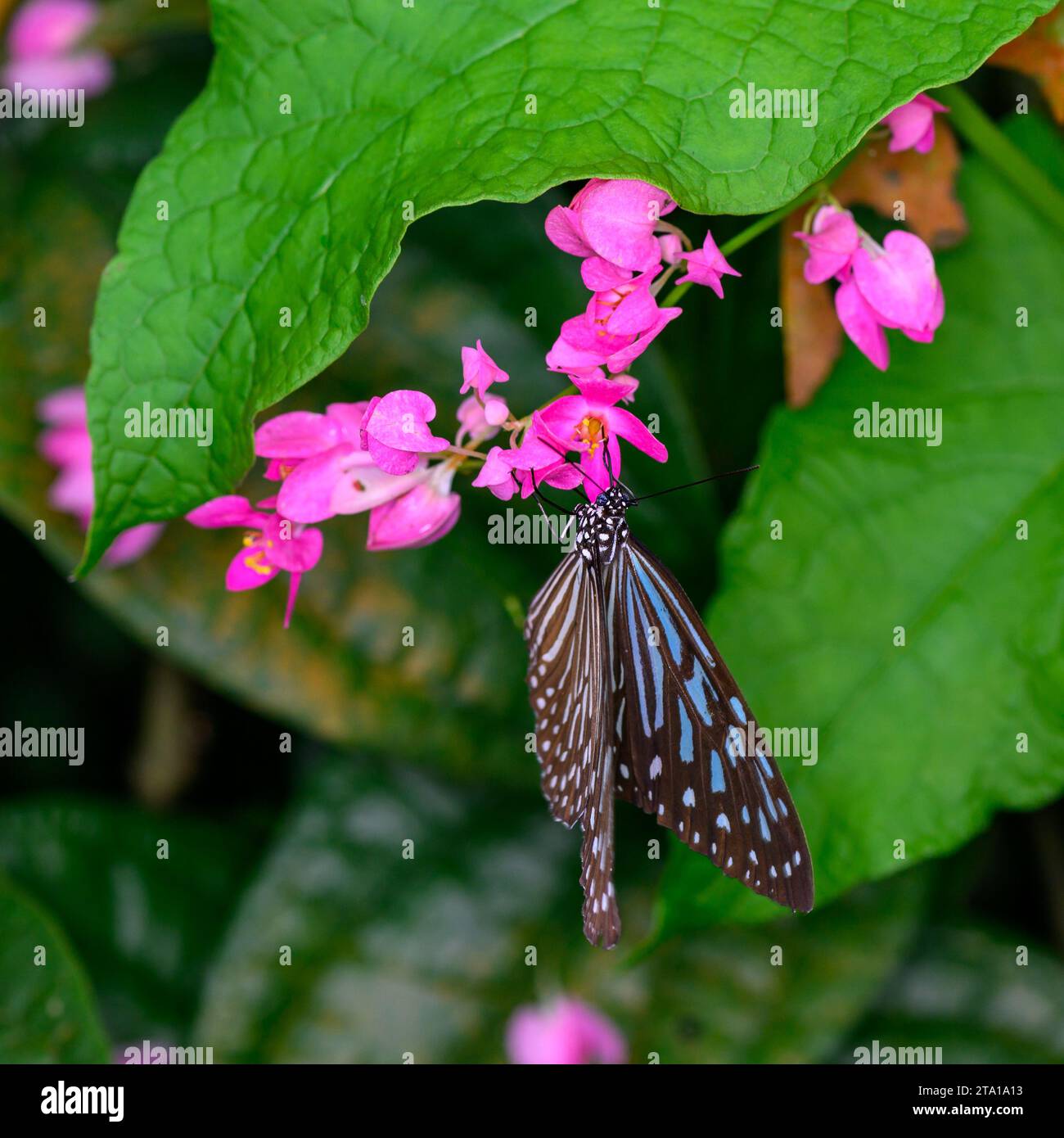 Malayan wanderer butterfly hi-res stock photography and images - Alamy