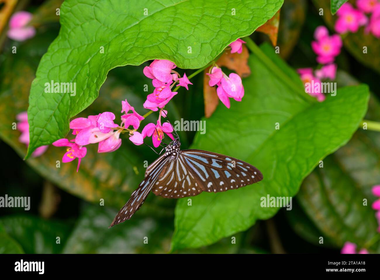 Common wanderer butterfly hi-res stock photography and images - Alamy