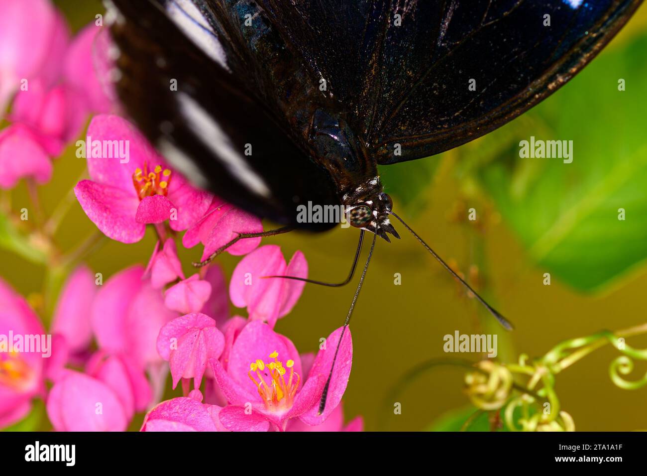 Blue moon butterfly hi-res stock photography and images - Alamy