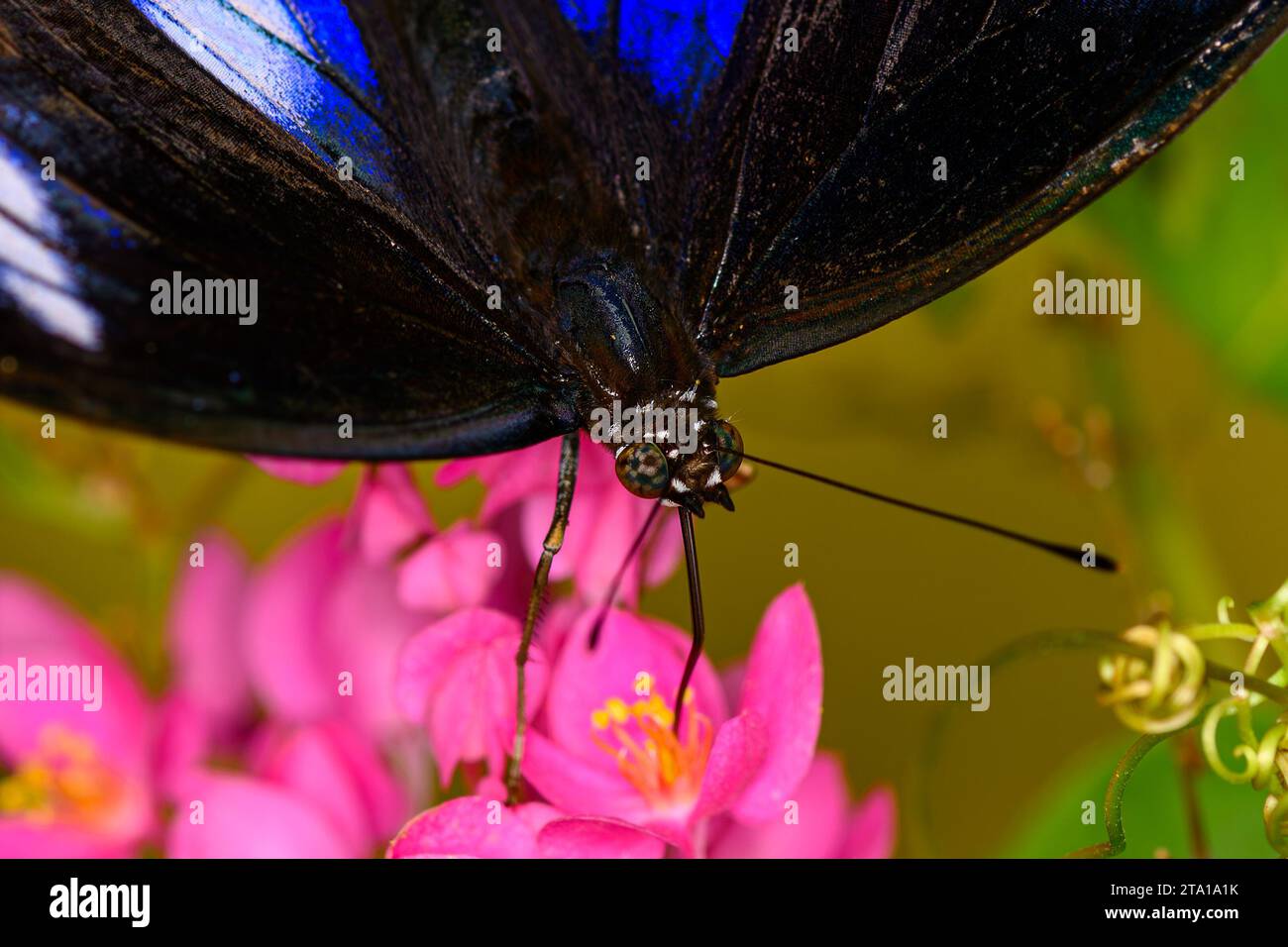 Blue moon butterfly hi-res stock photography and images - Alamy