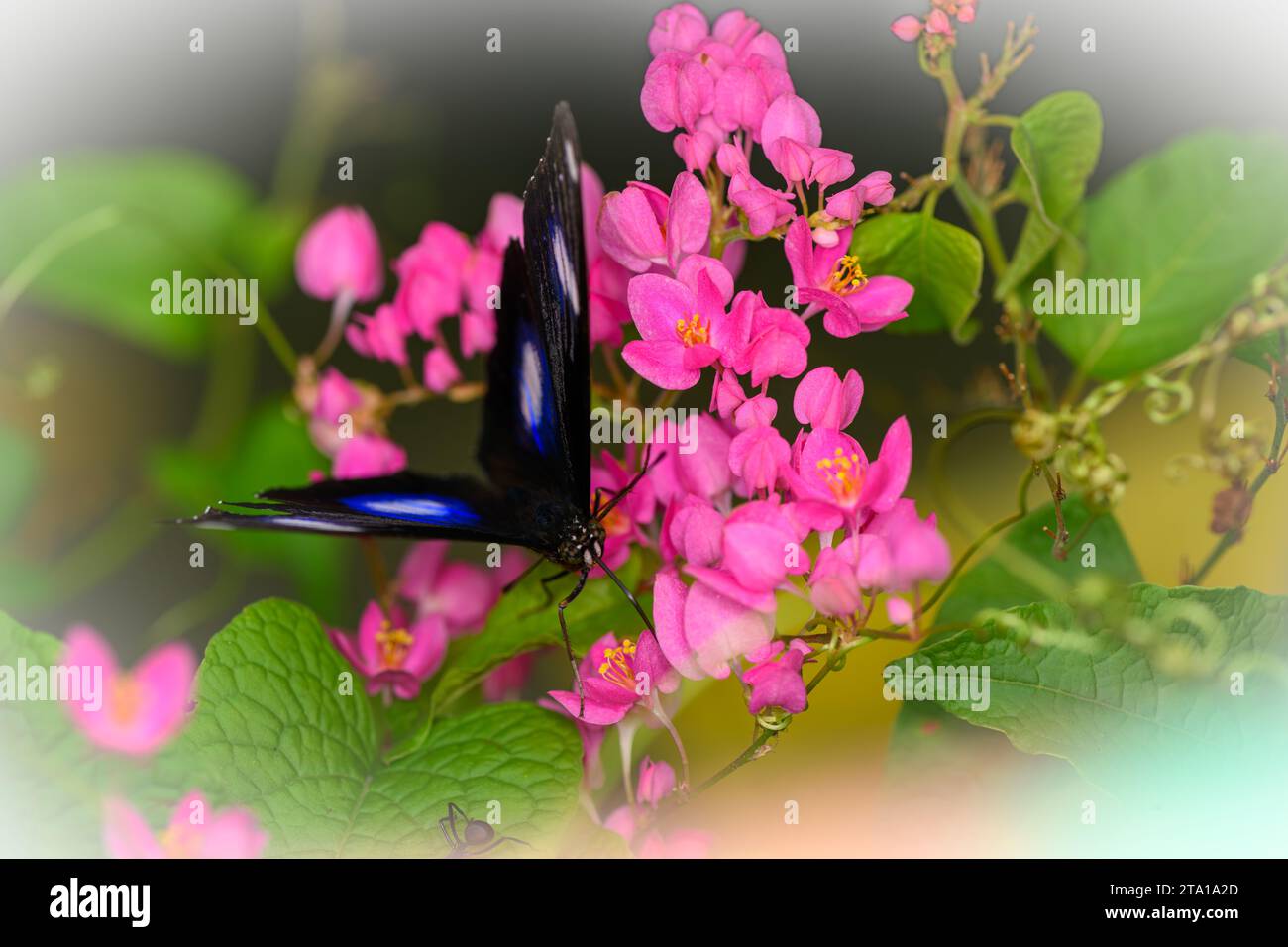 A close-up macro shot of a feeding Blue Moon butterfly (Common Eggfly ...