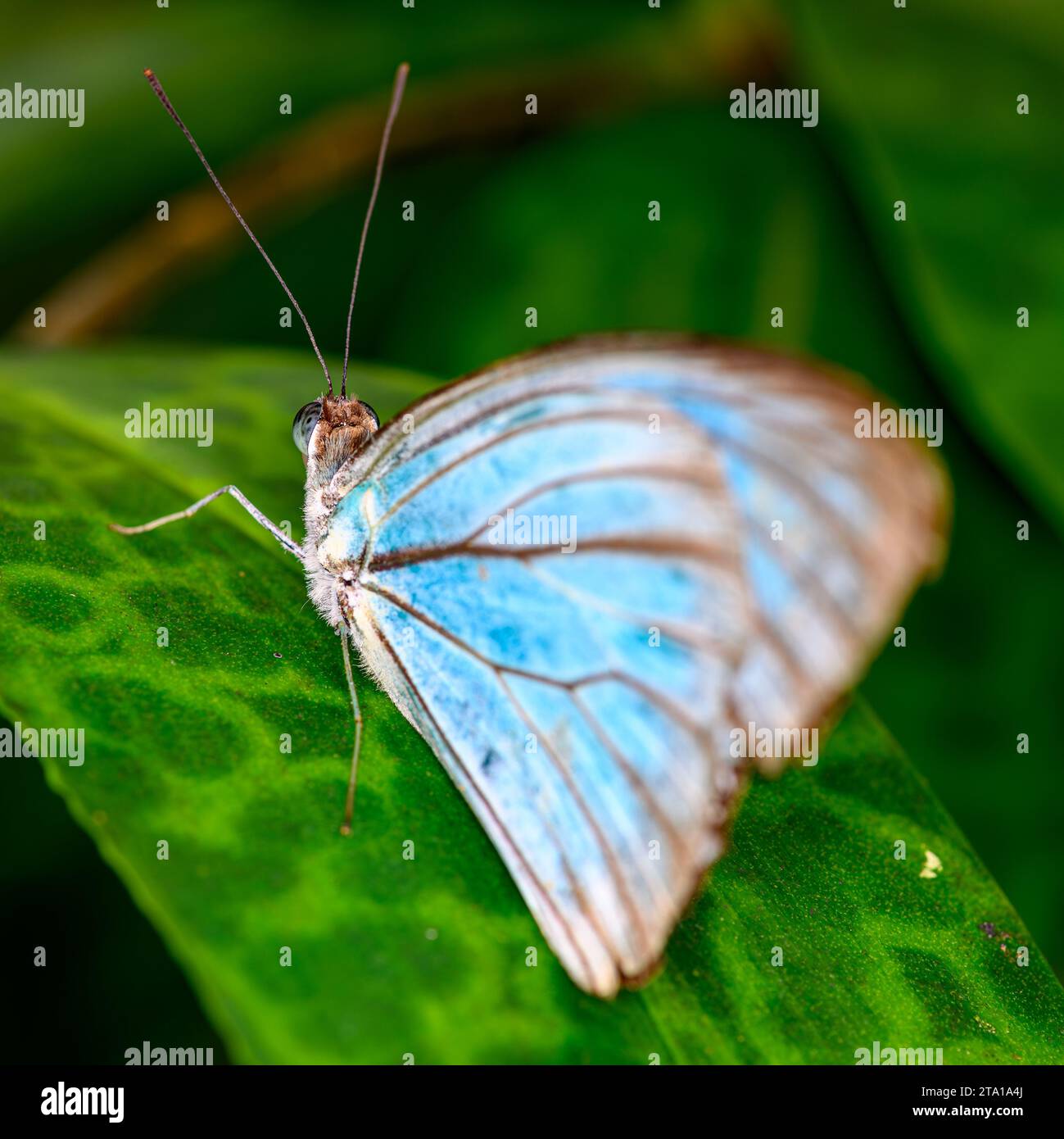 Wanderer butterfly hi-res stock photography and images - Alamy