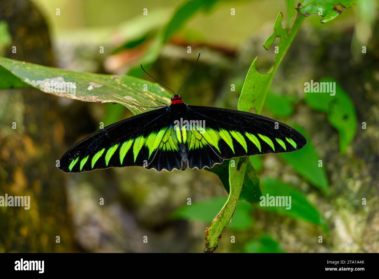 A close-up shot of a Rajah Brookes Birdwing (Trogonoptera Brookiana ...