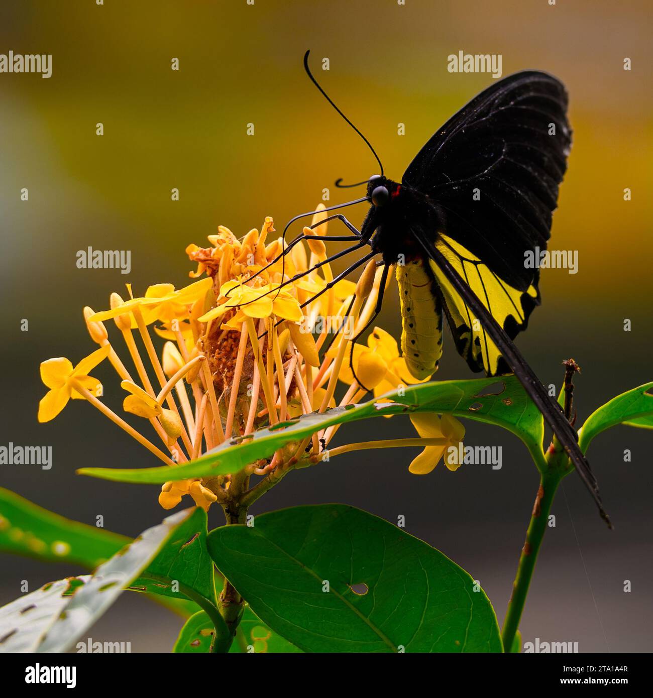 Southern birdwing butterfly hi-res stock photography and images - Alamy