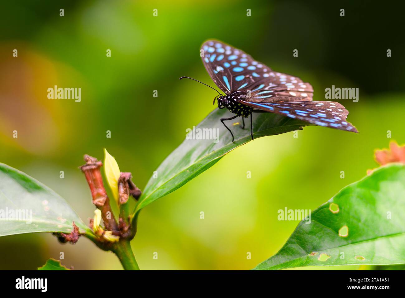 A close-up macro shot of a Malayan Wanderer butterfly (Pareronia ...