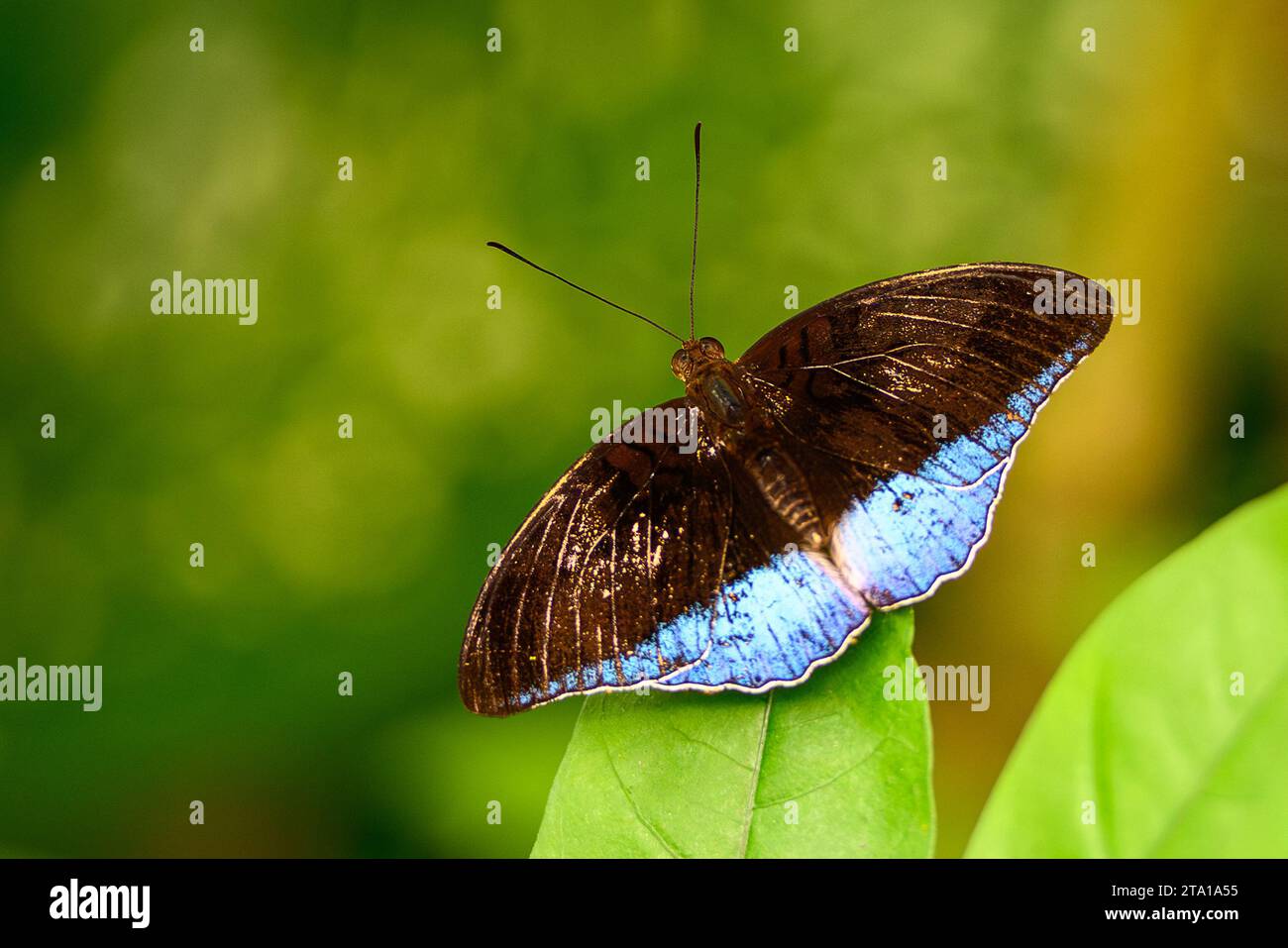A close-up macro shot of a Grey Count butterfly (Tanaecia Lepidea Stock ...