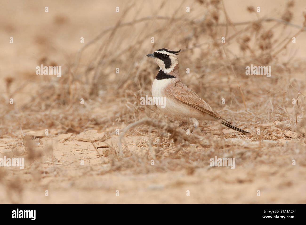 Temminck's Lark (Eremophila bilopha) in breeding habitat in Negev ...