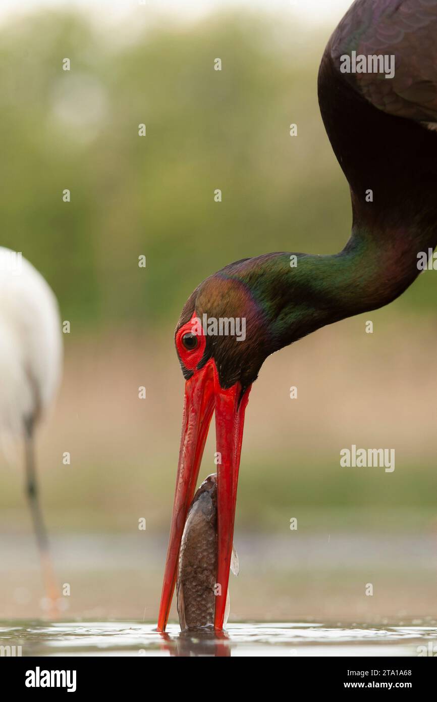 Adult Black Stork, Ciconia nigra, in wetland in Hungary during spring ...