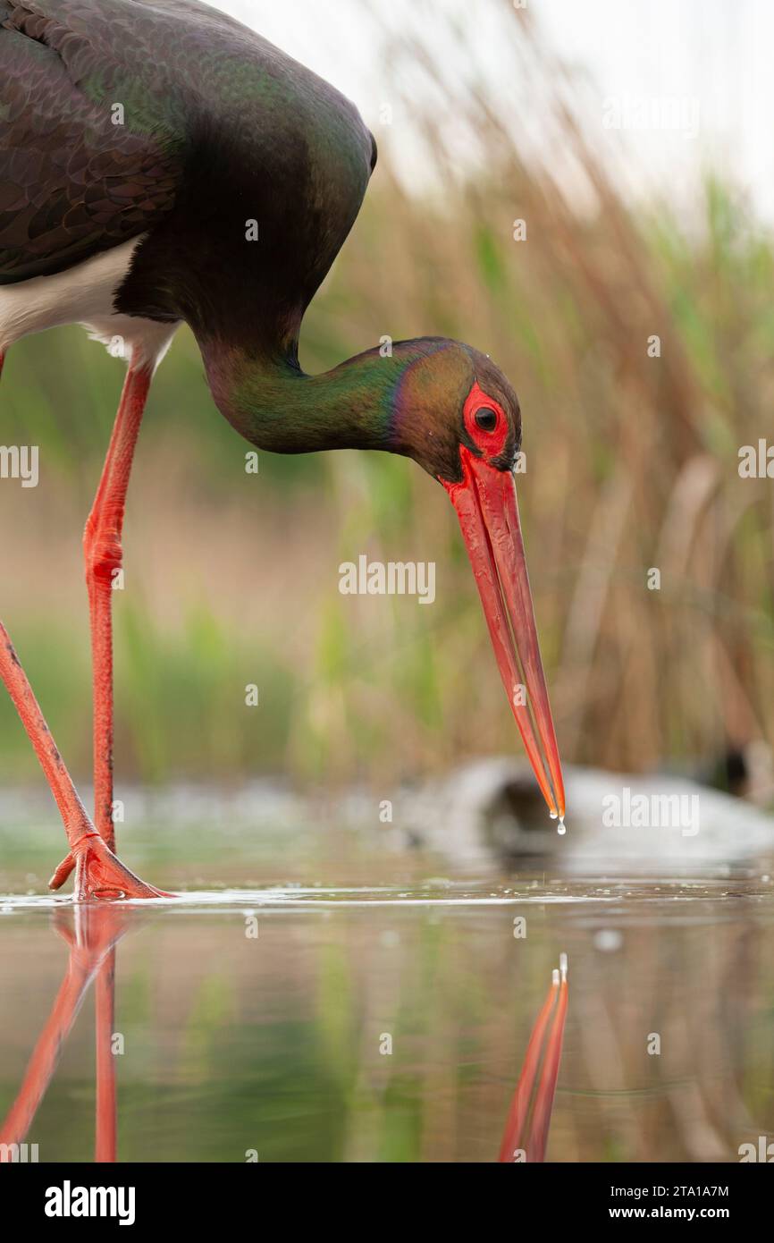 Adult Black Stork, Ciconia nigra, in wetland in Hungary during spring ...